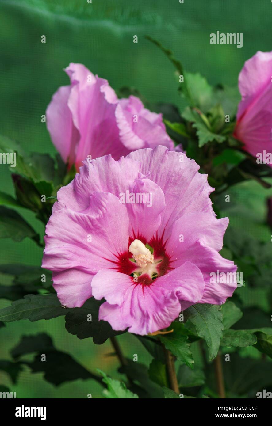 Close up wild hibiscus flowers background. Pink wild bush hibiscus ...