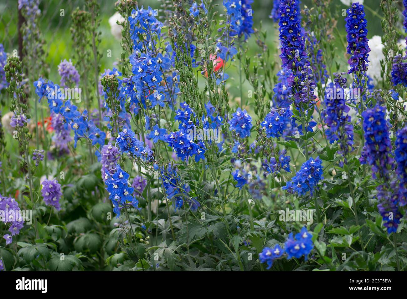 Delphinium blue grows in the garden. Double delphinium blue flower ...