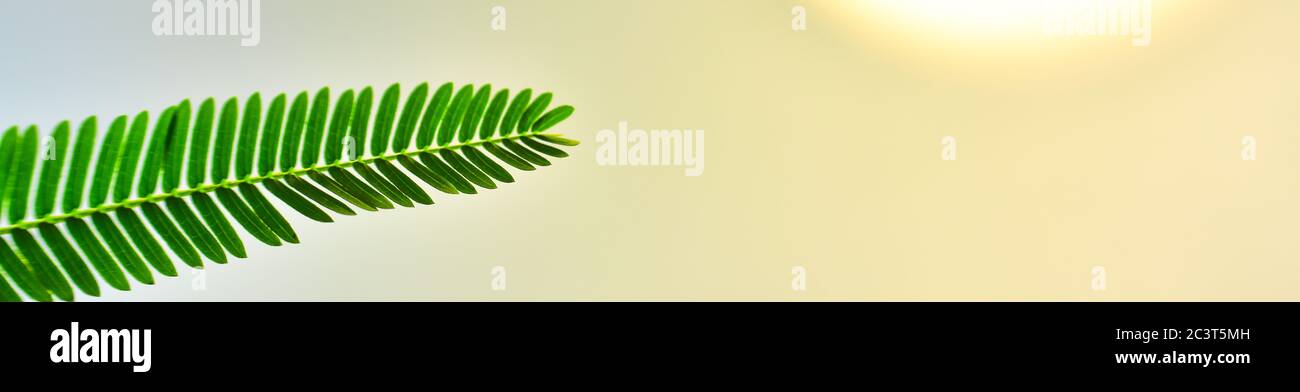 Jacaranda mimosifolia leaf with bokeh background and sunset light. HD ...