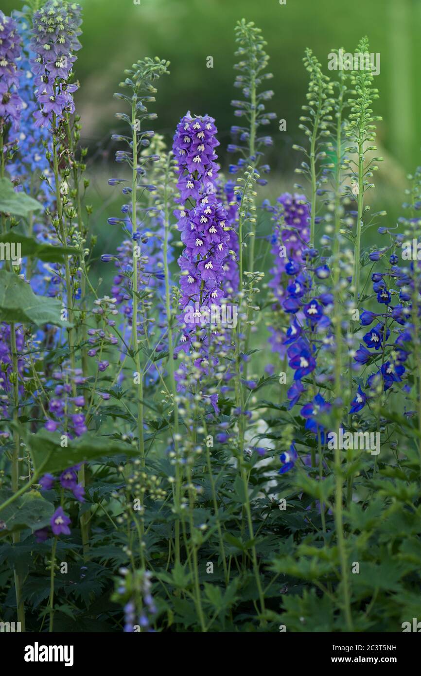 Delphinium blue grows in the garden. Double delphinium blue flower ...