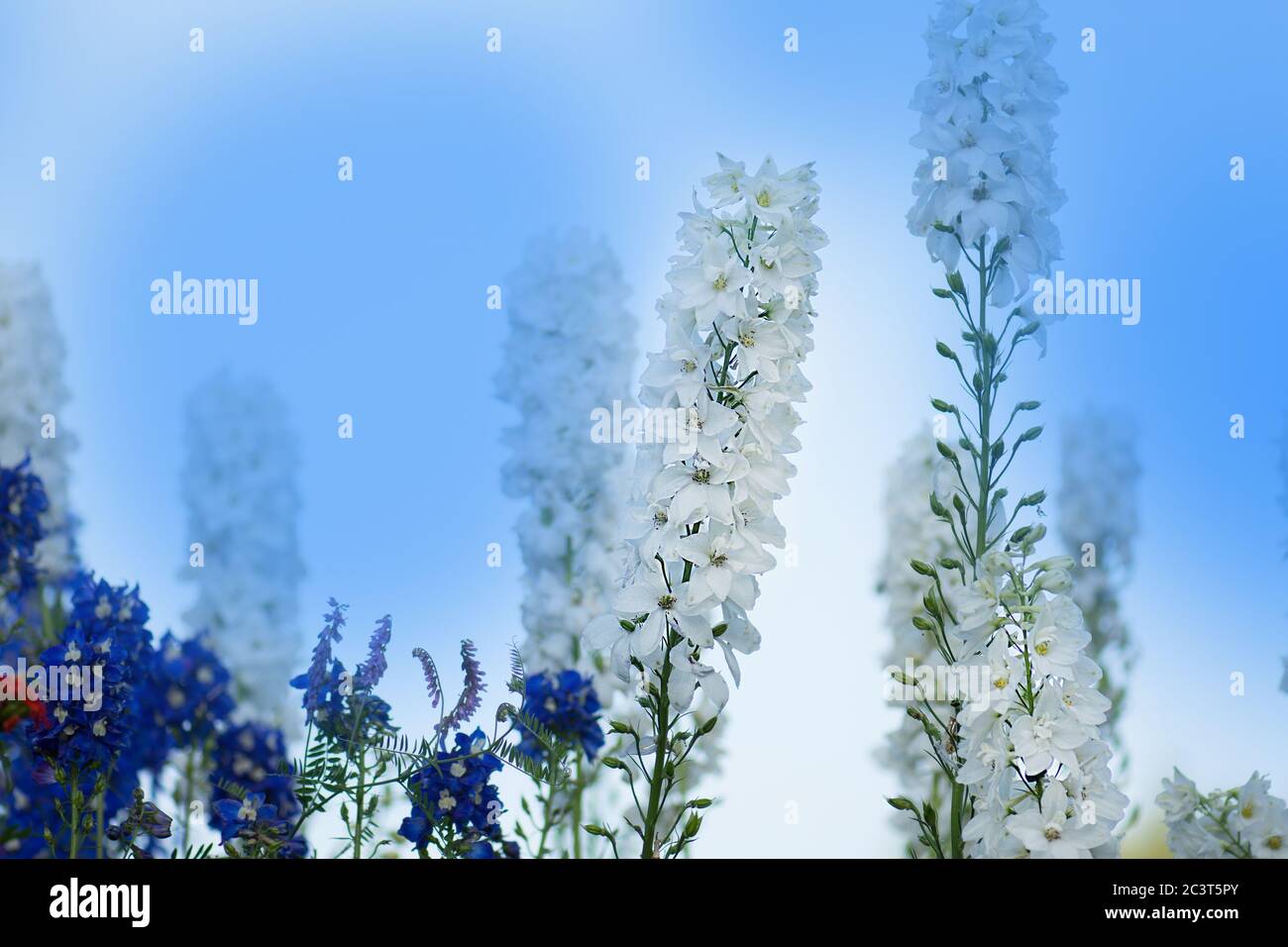 Bio garden with delphinium flowers plants. Landscape with flowers field ...