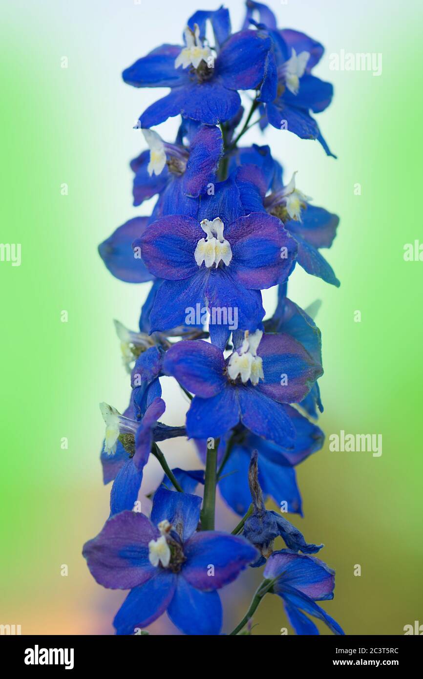 Delphinium blue grows in the garden. Double delphinium blue flower ...