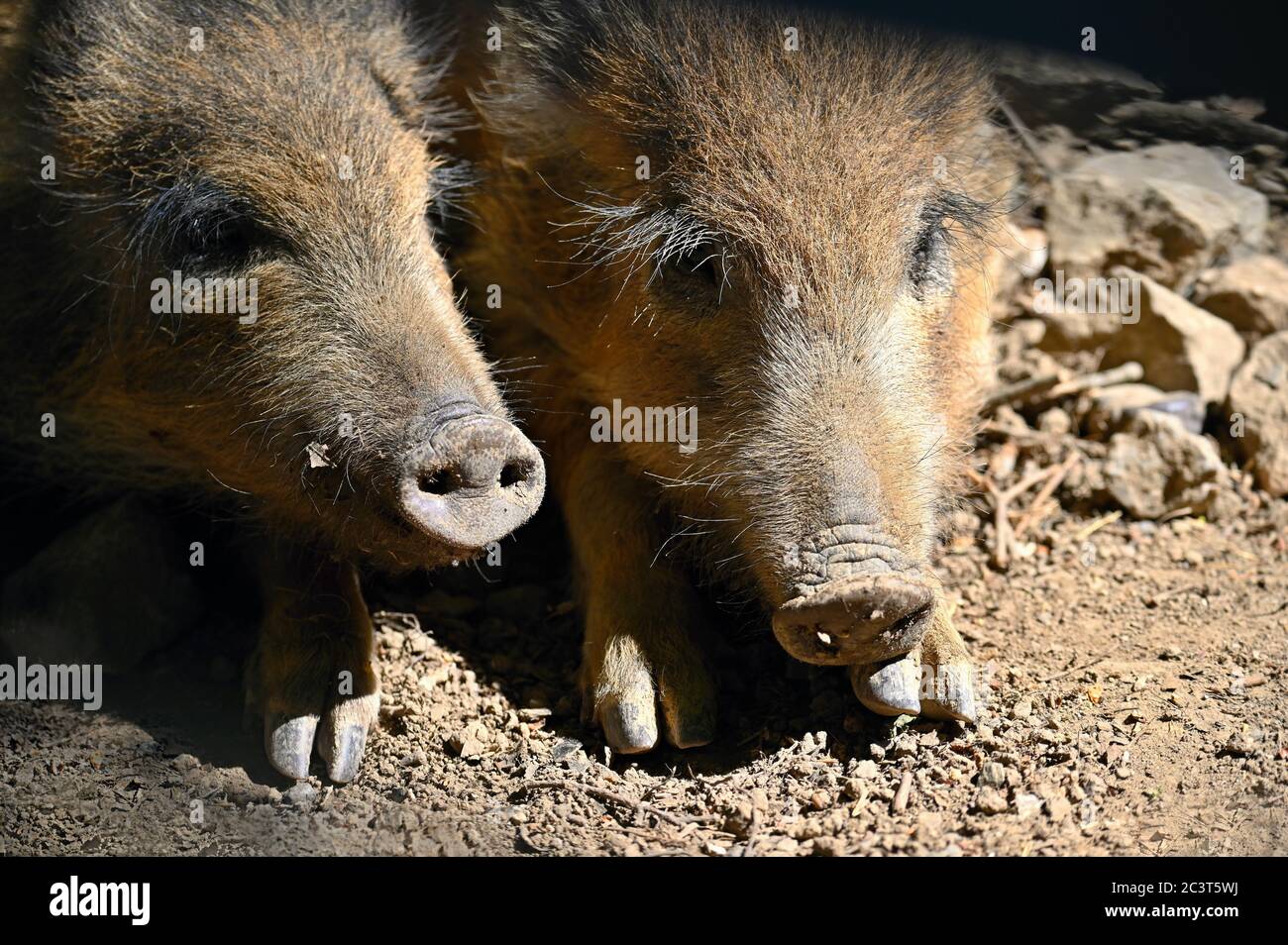 Beautiful little pigs wild in nature. Wild boar. Animal in the forest ...