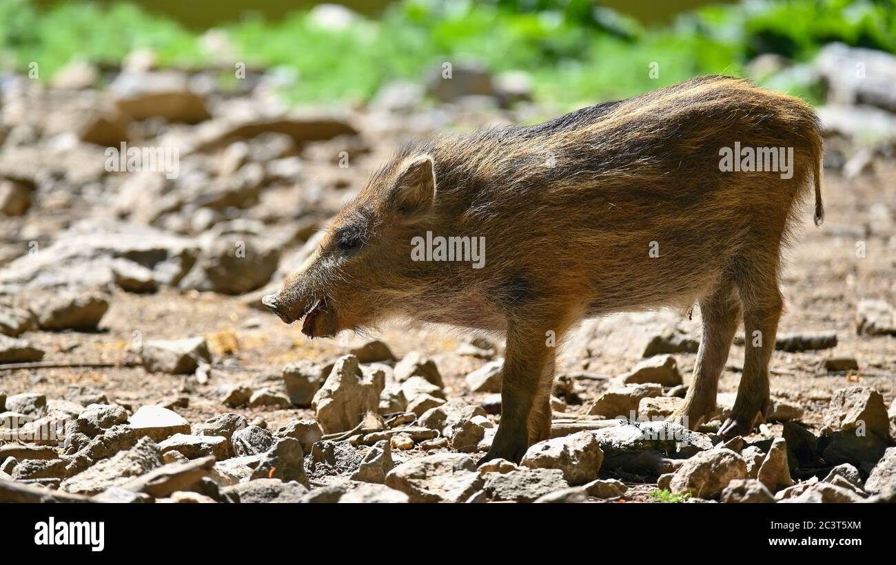 Beautiful little pigs wild in nature. Wild boar. Animal in the forest ...