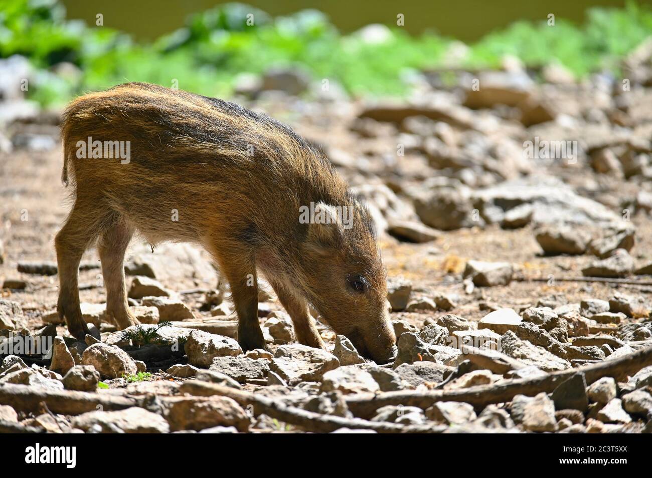 Beautiful little pigs wild in nature. Wild boar. Animal in the forest ...
