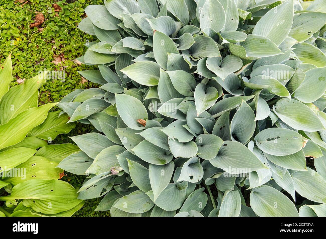 Hosta halcyon plantain lily hi-res stock photography and images - Alamy