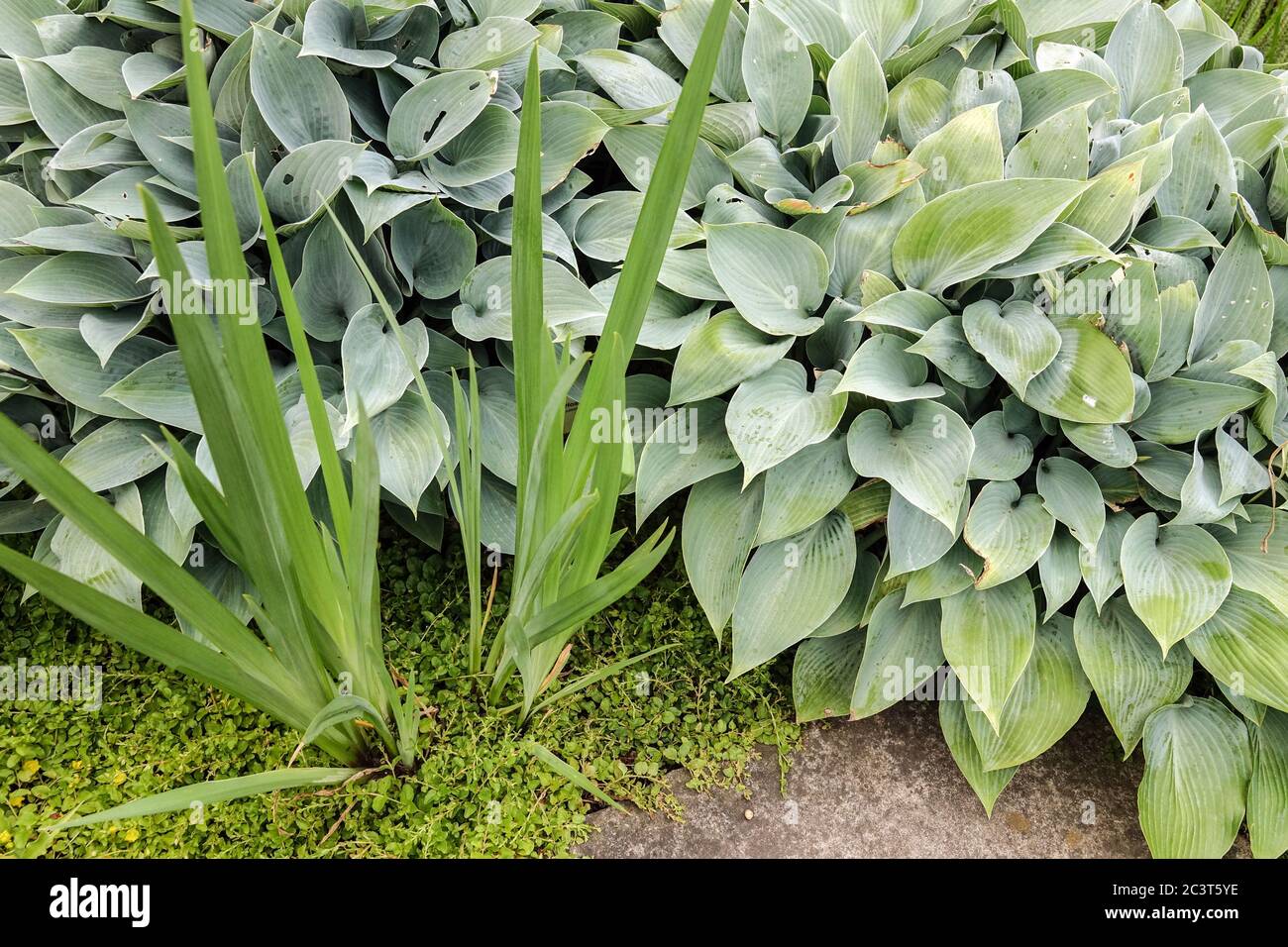 Hosta clump of leaves Iris Stock Photo - Alamy