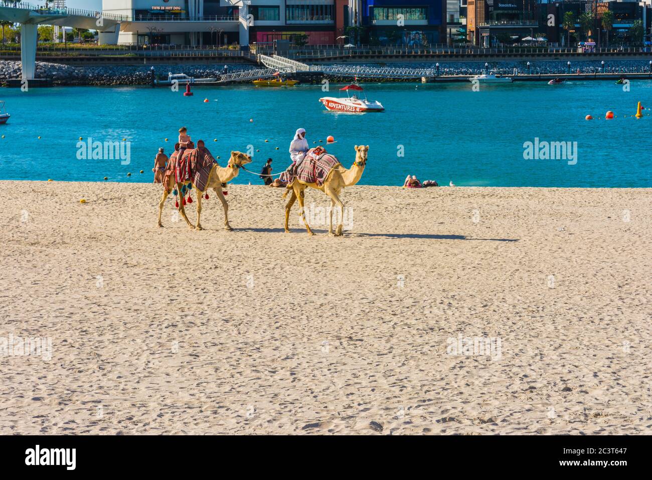 Dubai, United Arab Emirates, January 25th, 2020: Touristic camel tour ...