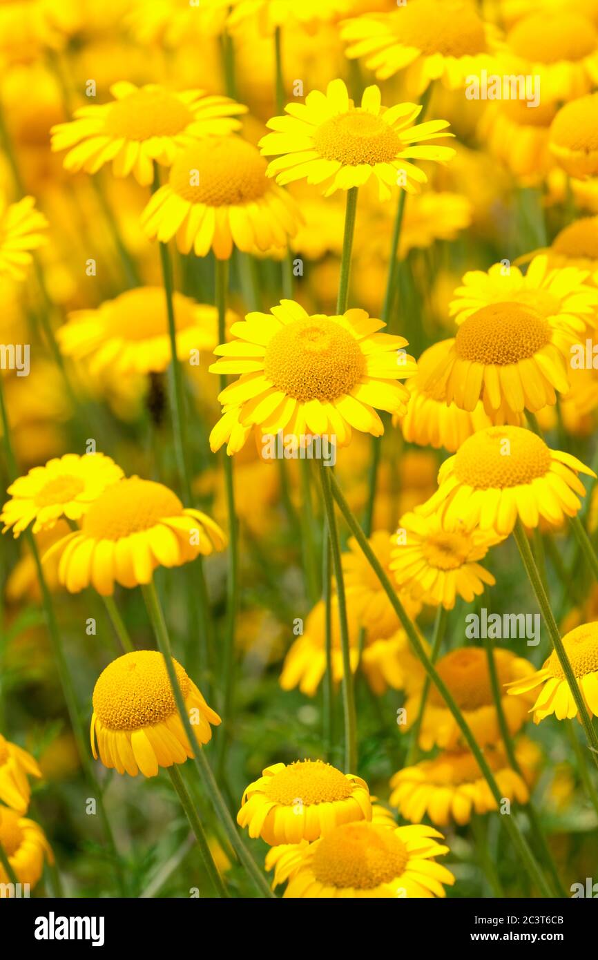 Helenium helena gold hi-res stock photography and images - Alamy