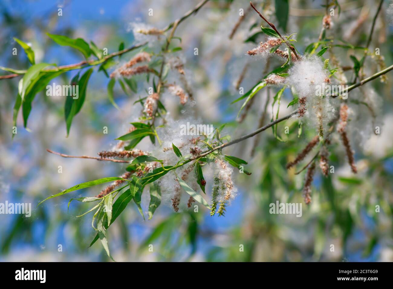 natural background with fluffy white fluff flying from tree branches ...