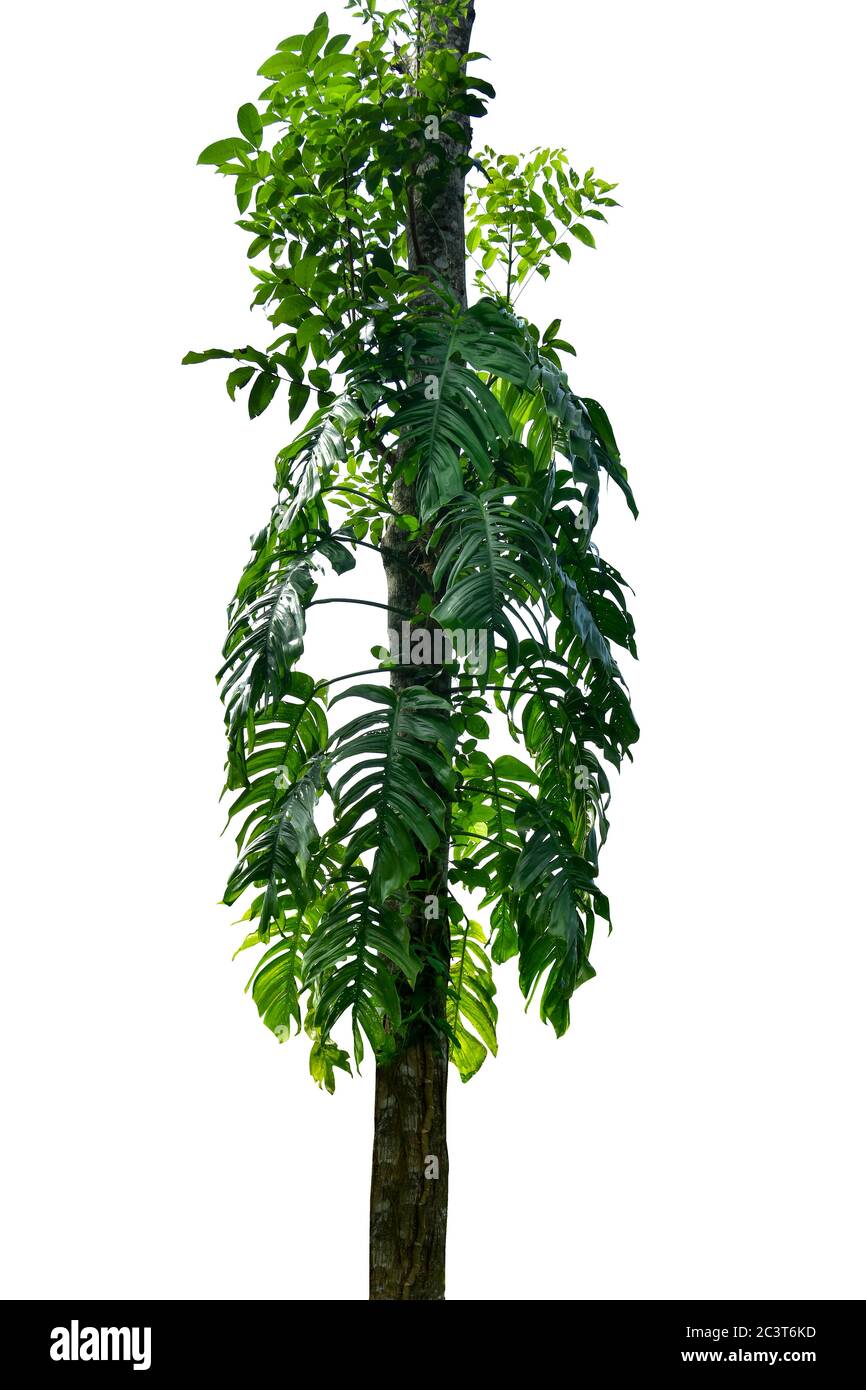 Green leaves of native Monstera (Epipremnum pinnatum) liana plant ...