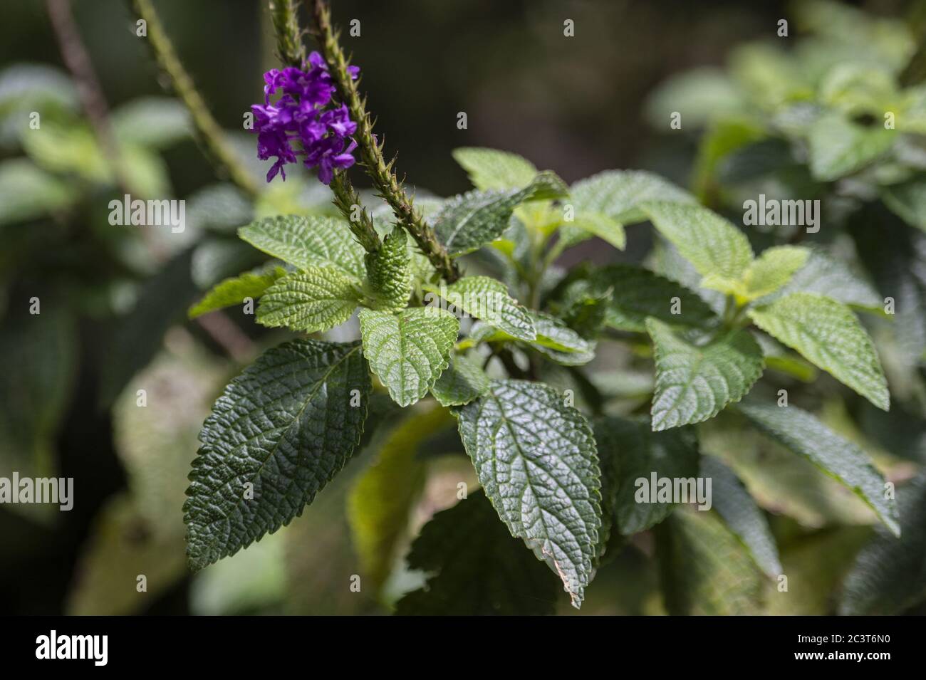 Flora centroamerica hi-res stock photography and images - Alamy
