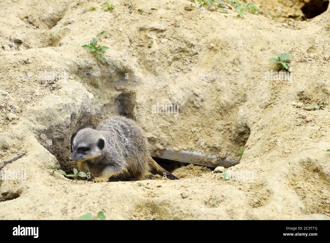 Thoiry Animals Zoo Park - Yvelines - France Stock Photo - Alamy
