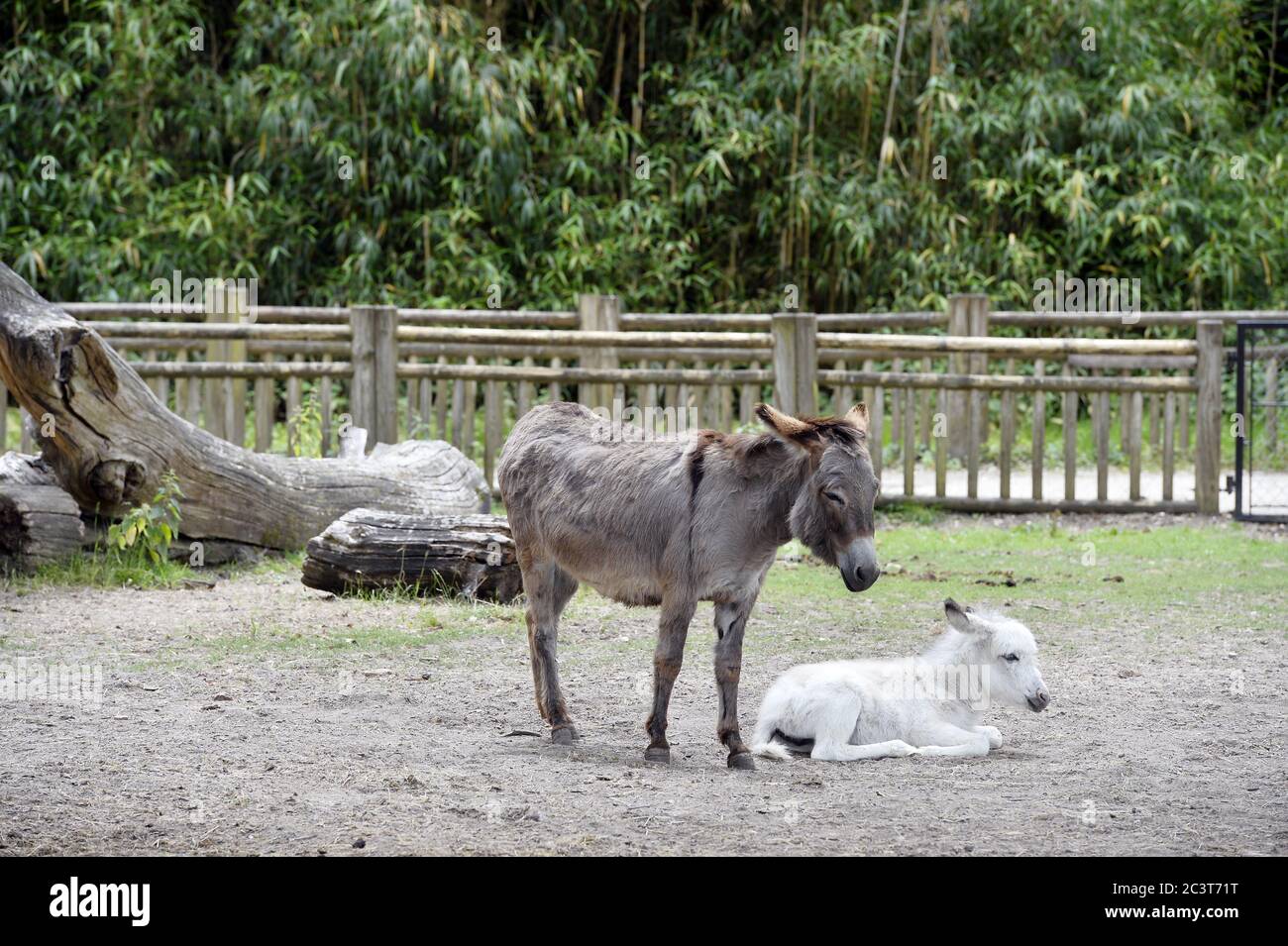 Thoiry Animals Zoo Park - Yvelines - France Stock Photo - Alamy