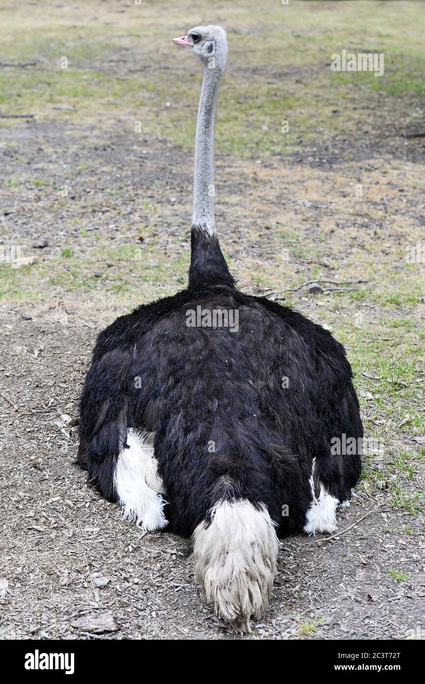 Thoiry Animals Zoo Park - Yvelines - France Stock Photo - Alamy