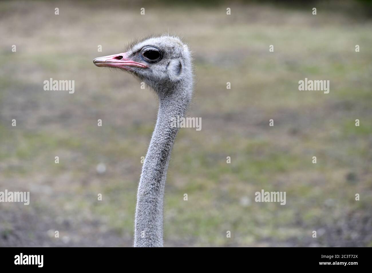 Thoiry Animals Zoo Park - Yvelines - France Stock Photo - Alamy