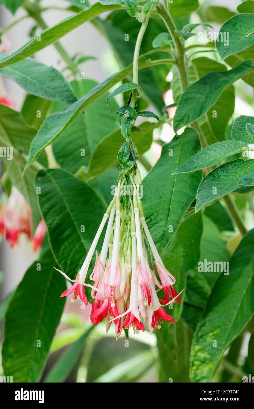 Fuchsia boliviana hi-res stock photography and images - Alamy