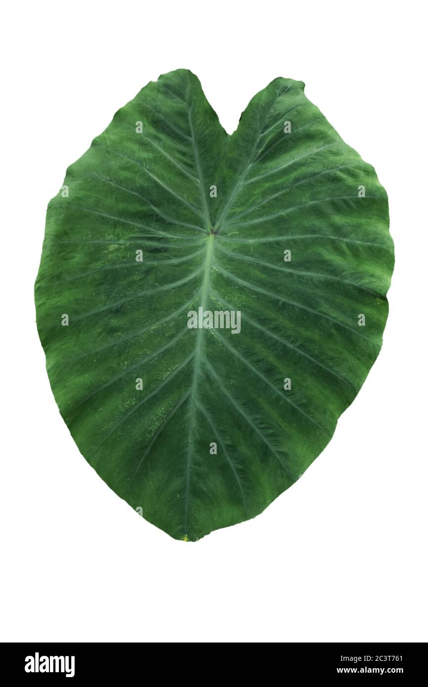 Large heart shaped green leaves of Elephant ear or taro (Colocasia ...