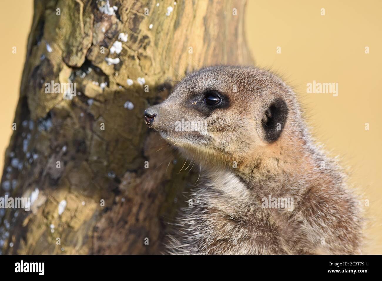 High res meerkat images hi-res stock photography and images - Alamy