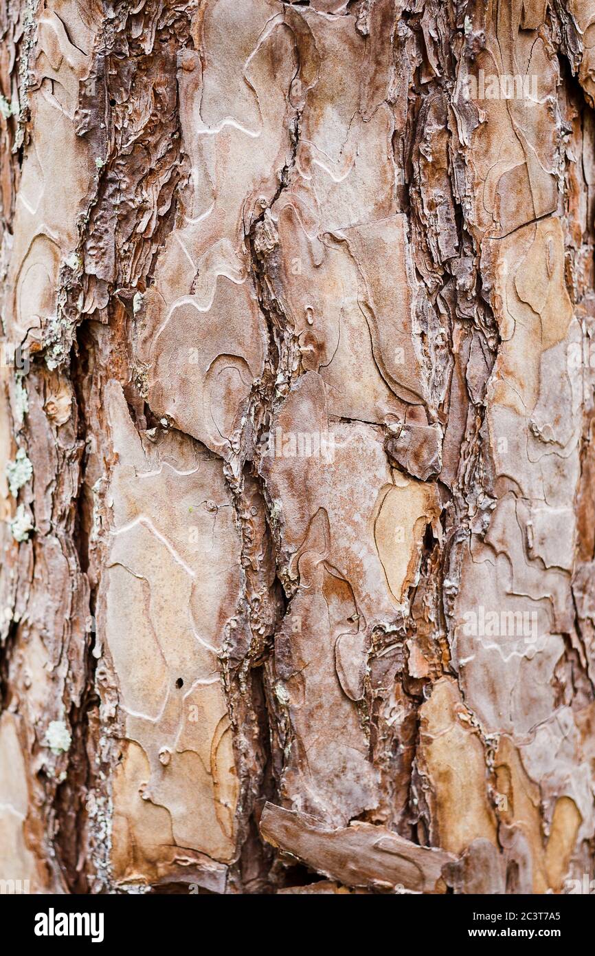 Texture of pine tree bark in the forest Stock Photo - Alamy