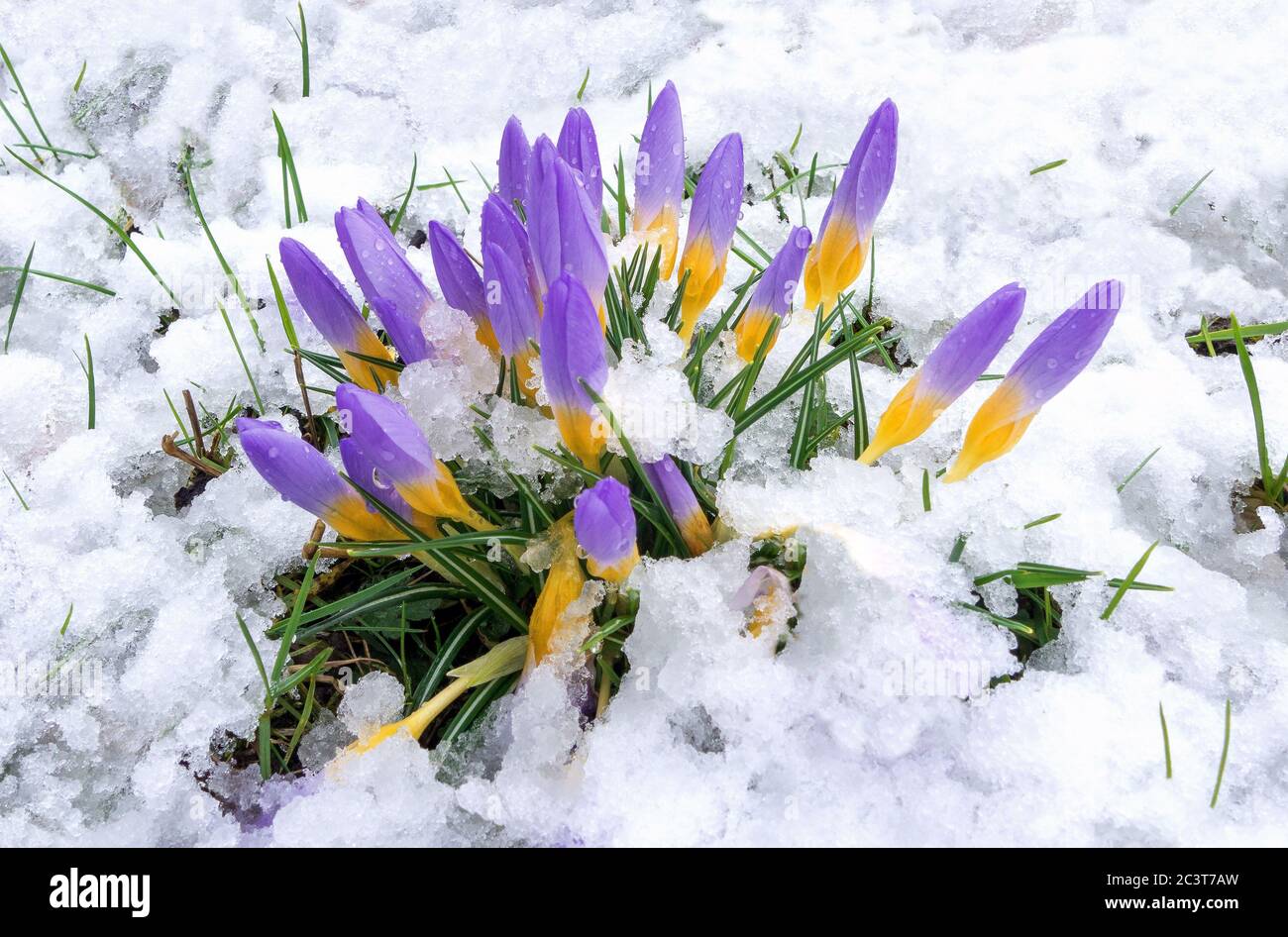 Flowers, Crocus, Flower, Purple Flower, Snow, HD Wallpaper, 58% OFF