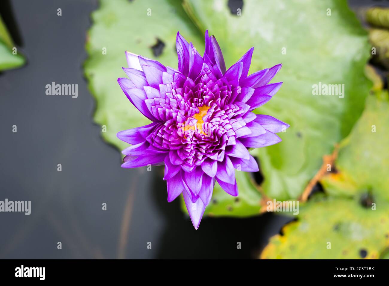 Colourful lotus top view in pond and leaf Stock Photo - Alamy