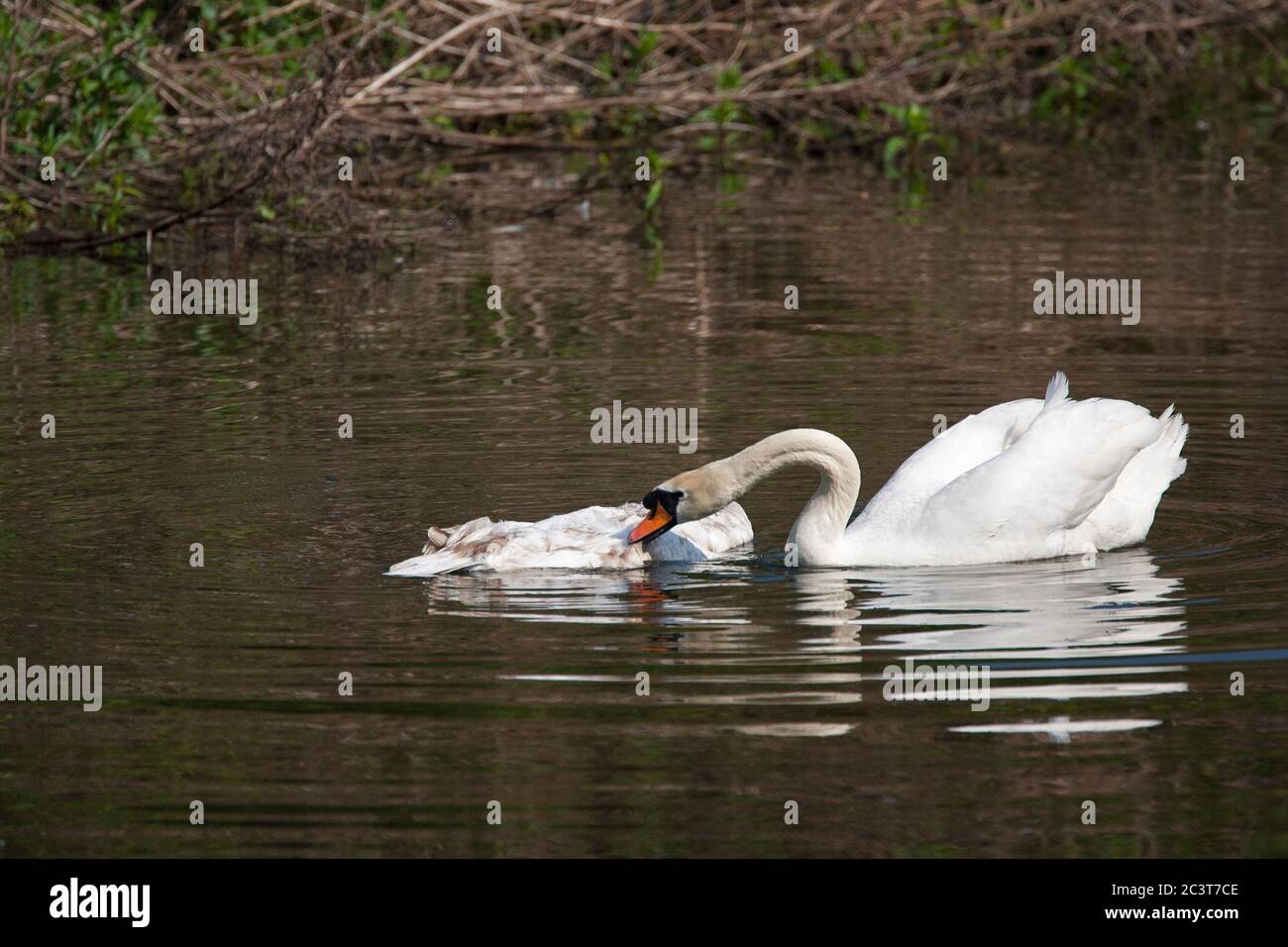 Dead swan hi-res stock photography and images - Alamy