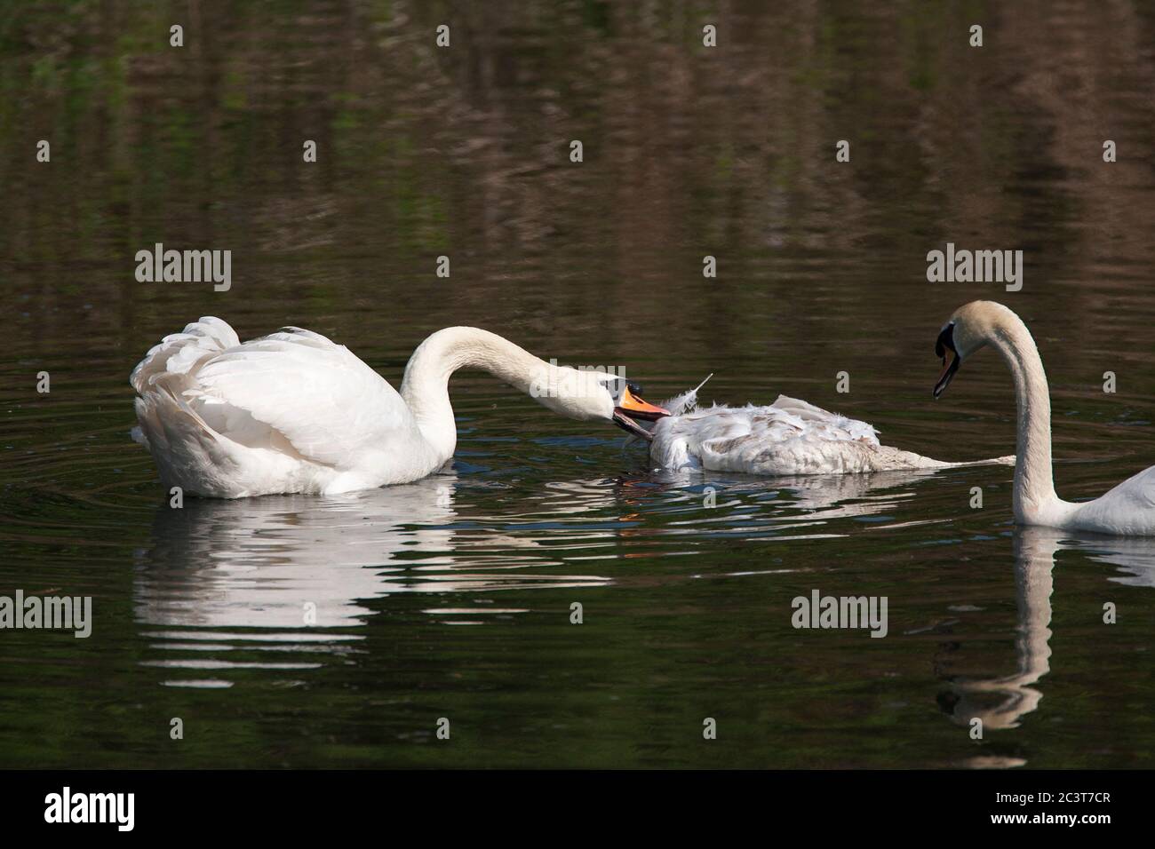 Dead swan hi-res stock photography and images - Alamy