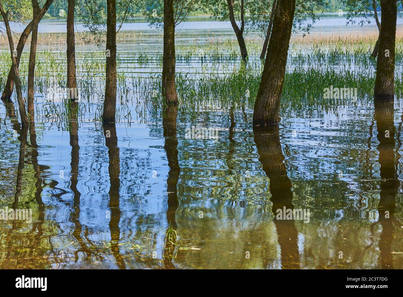 Willows grow out of water. Tree trunks are reflected in the water Stock ...