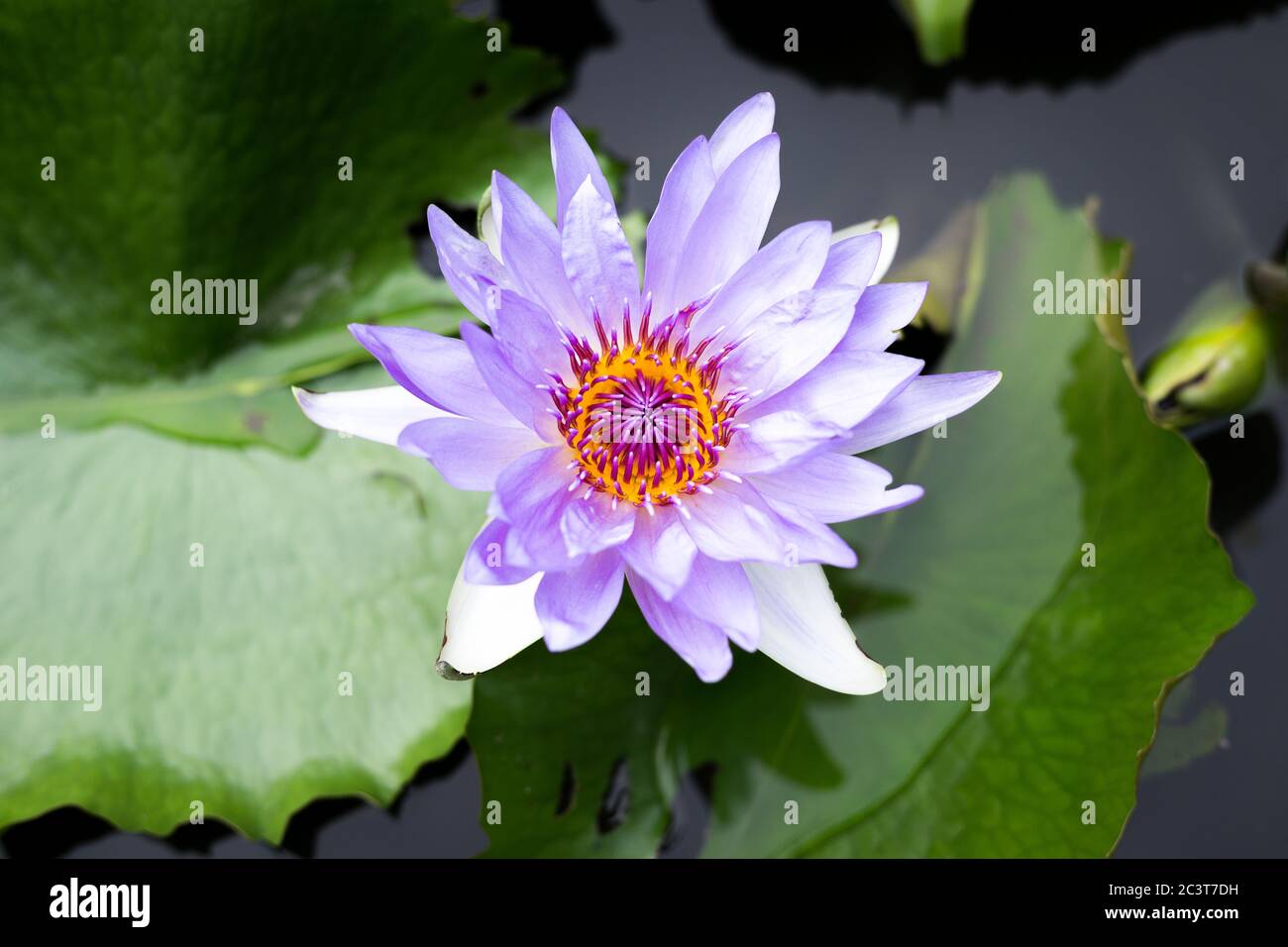 Lotus leaf in pond top hi-res stock photography and images - Alamy