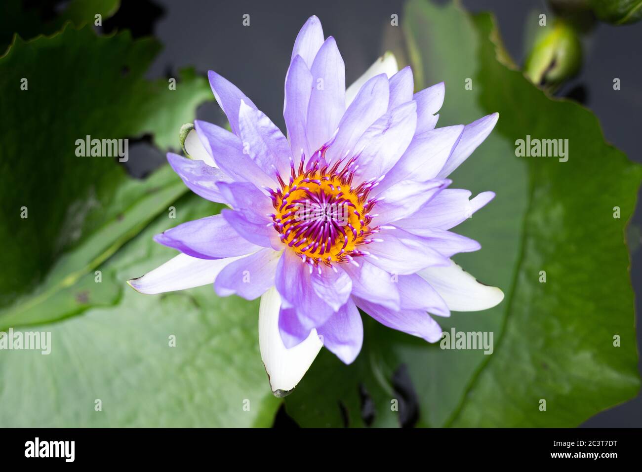 Lotus leaf in pond top hi-res stock photography and images - Alamy