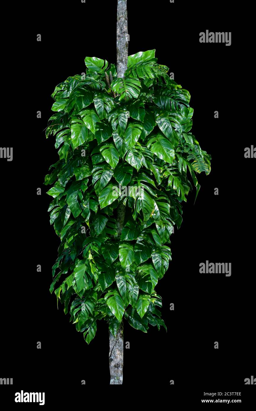 Green leaves of native Monstera (Epipremnum pinnatum) liana plant ...