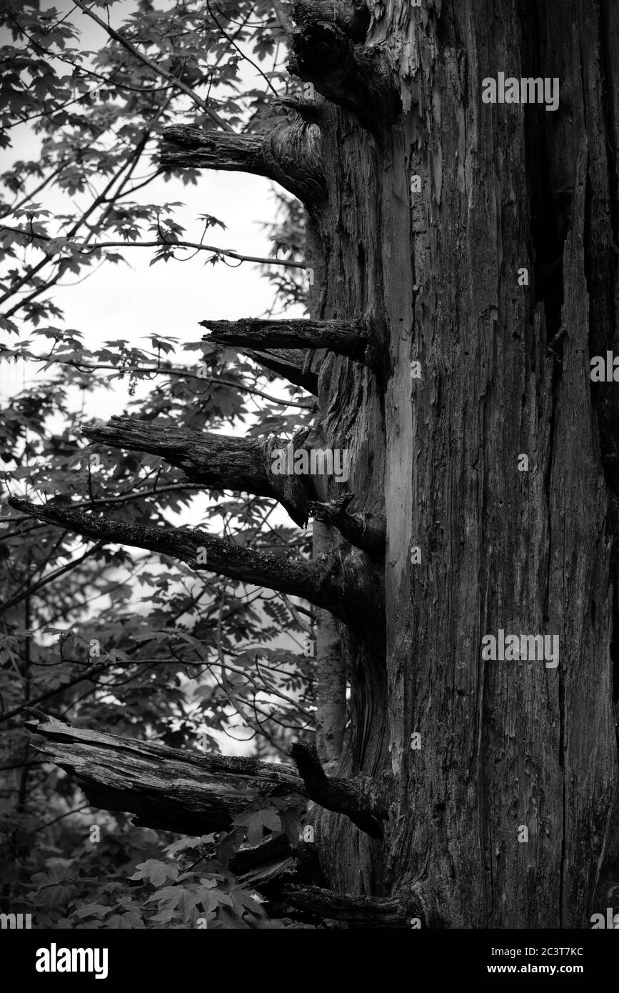 Dry, old and dead tree stem in the forest. Black and white Photo with ...