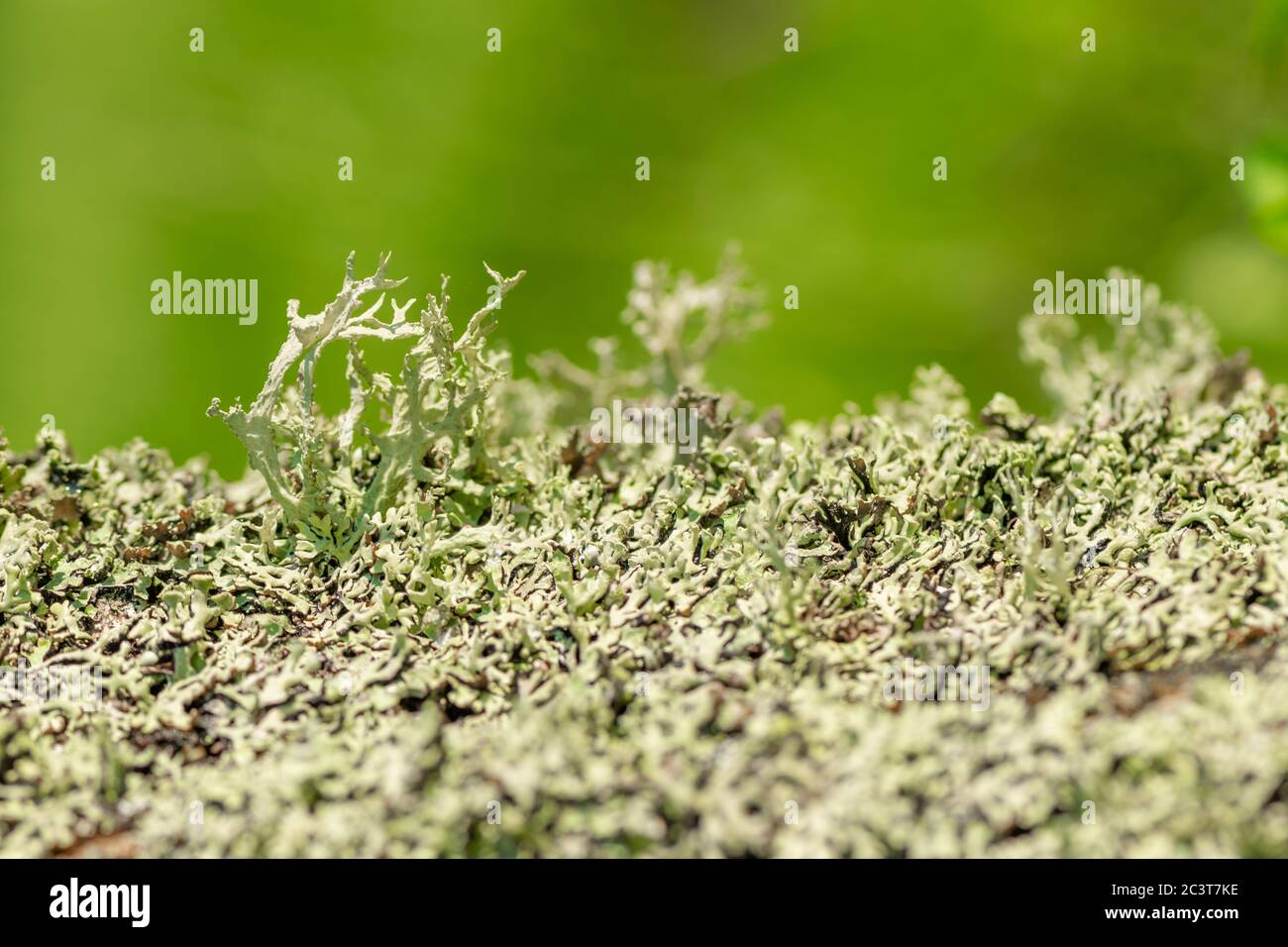 Abstract green lichens macro background and texture illuminated by the ...