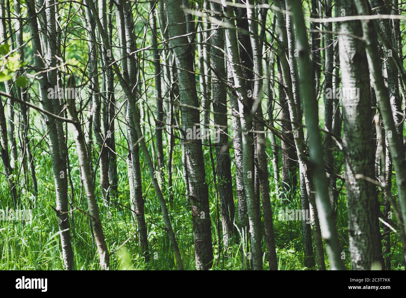 Abstract young trees dense forest background illuminated by the sun ...