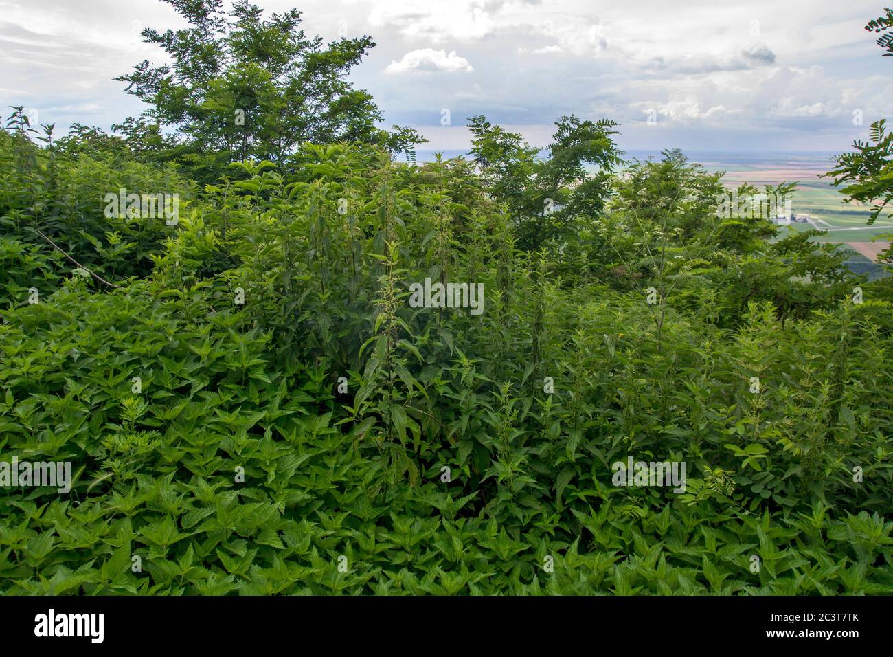 A nice big bush of young nettles. Nettle is a plant that is often used ...