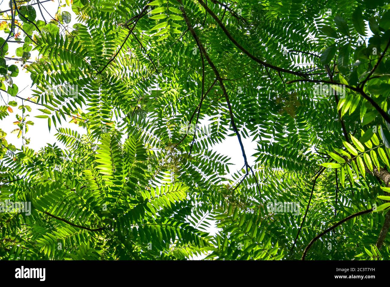 Nature frame of jungle trees with tropical rainforest foliage plants ...