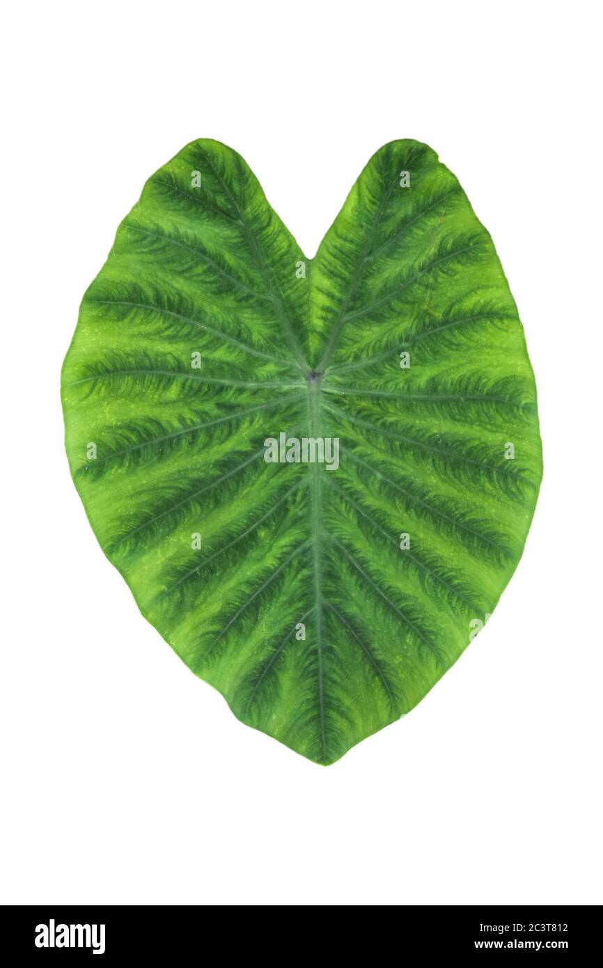 Large heart shaped green leaves of Elephant ear or taro (Colocasia ...