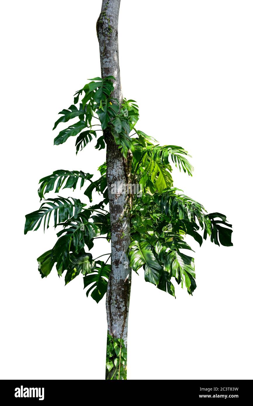 Tree liana in forest Cut Out Stock Images & Pictures - Alamy