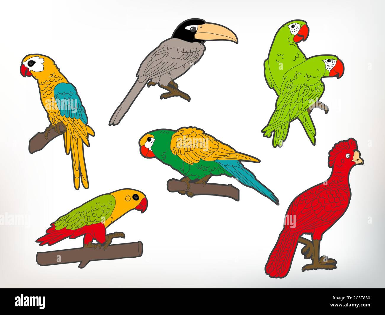 Vector Parrots or Birds Illustration Collection Stock Vector Image ...
