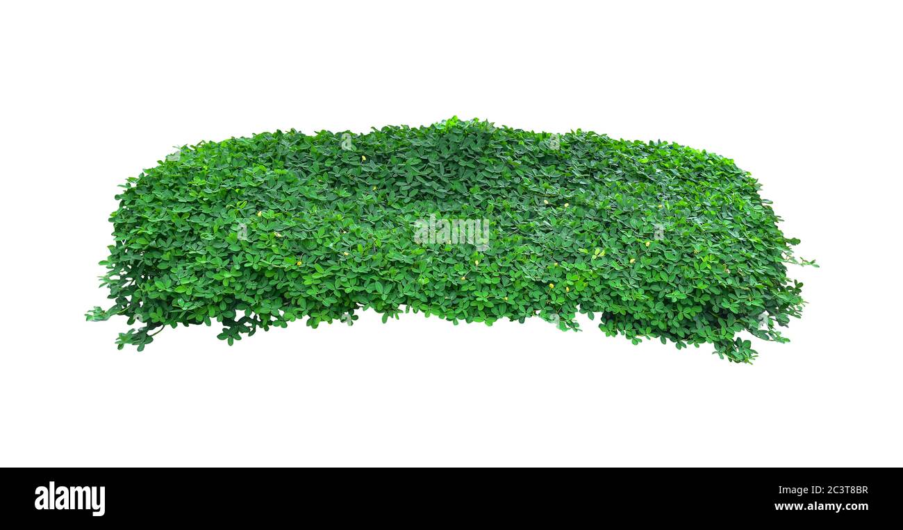 grass, Green leaves tropical foliage plant bush of Wart fern or Monarch ...