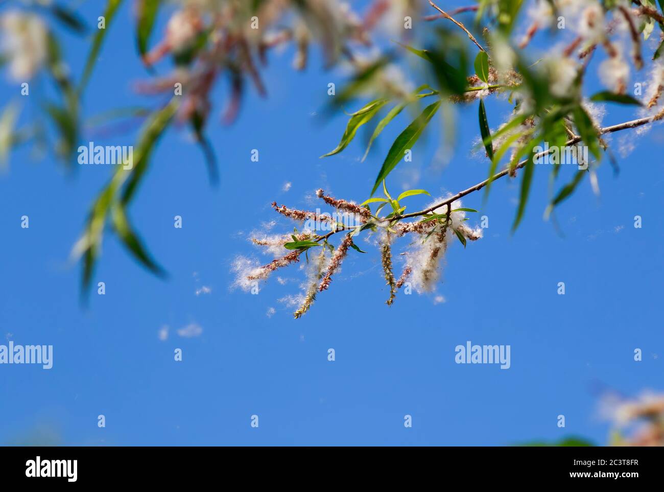 natural background with fluffy white fluff flying from tree branches ...