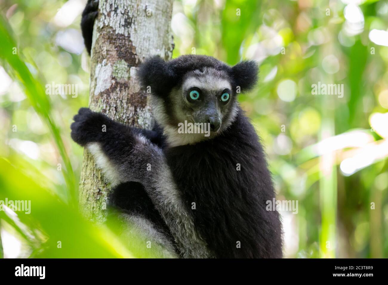 Singing indri lemur hi-res stock photography and images - Alamy