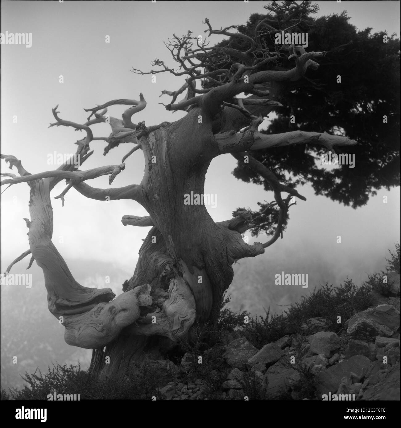 Gnarled old tree Black and White Stock Photos & Images - Alamy