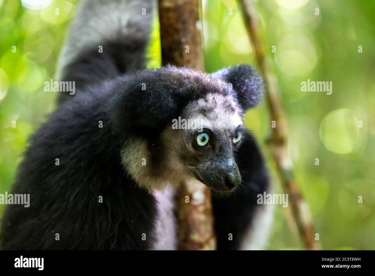 Singing indri lemur hi-res stock photography and images - Alamy