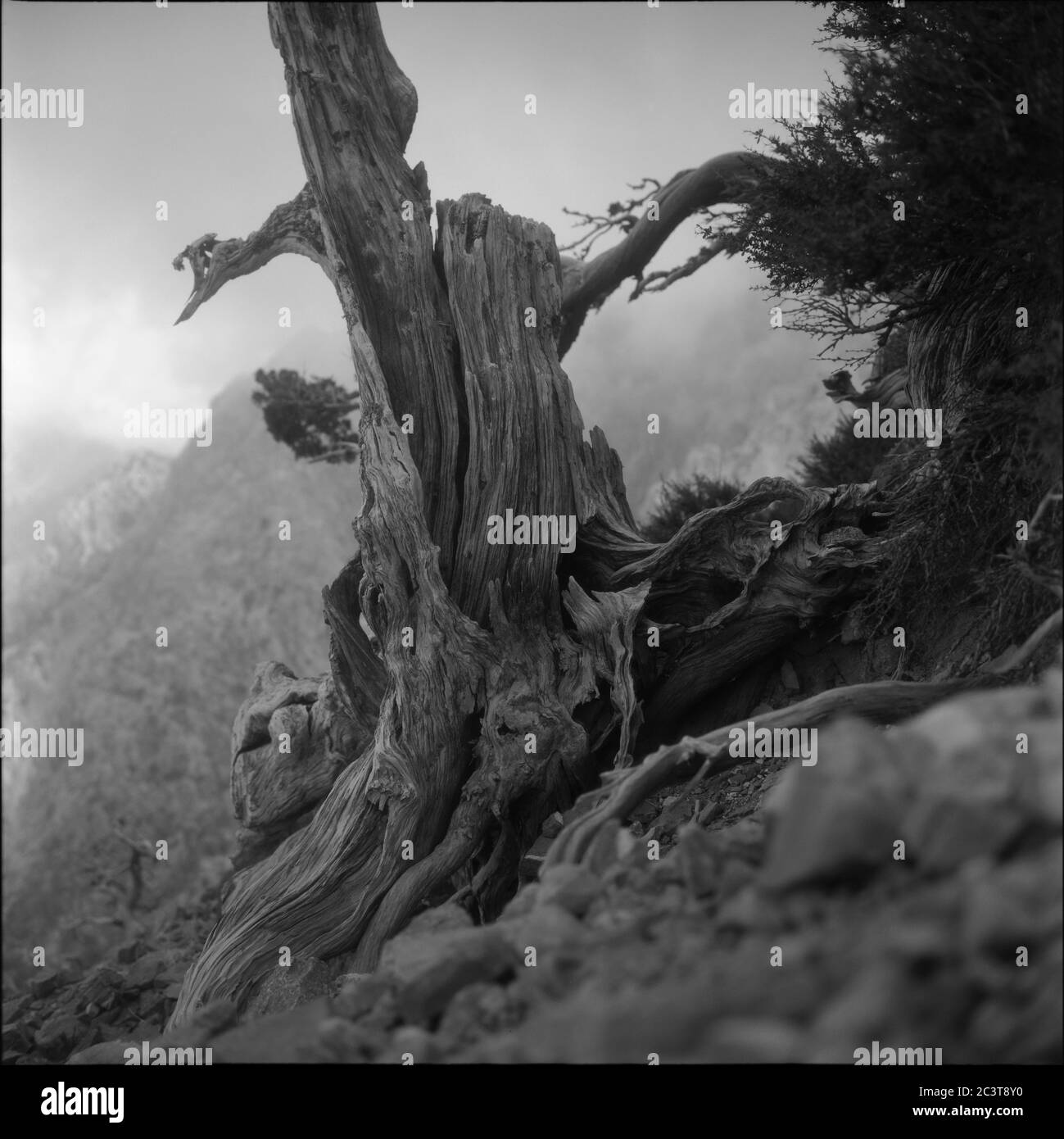 Gnarled old tree on the island of Crete, Greece Stock Photo - Alamy