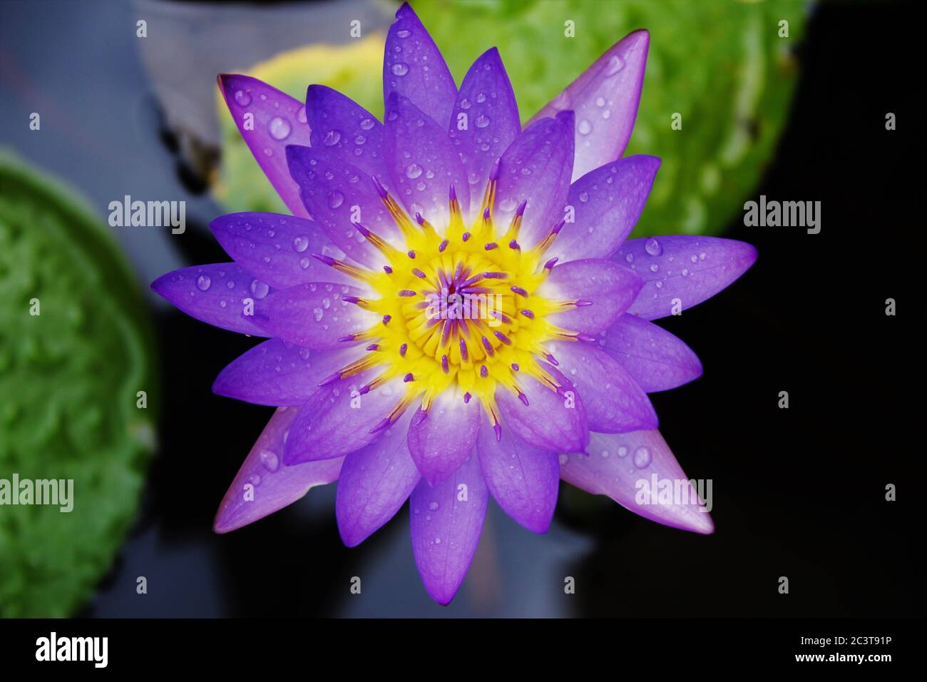 Purple Lotus Flower Pictures