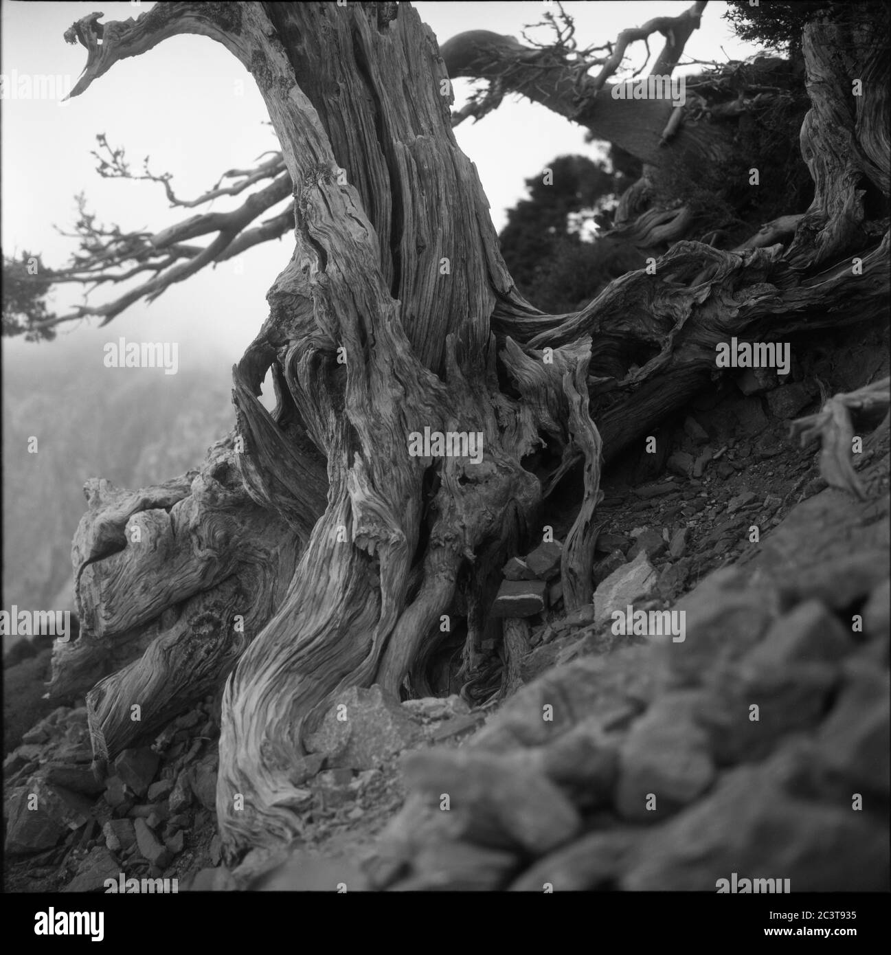 Gnarled old tree on the island of Crete, Greece Stock Photo - Alamy
