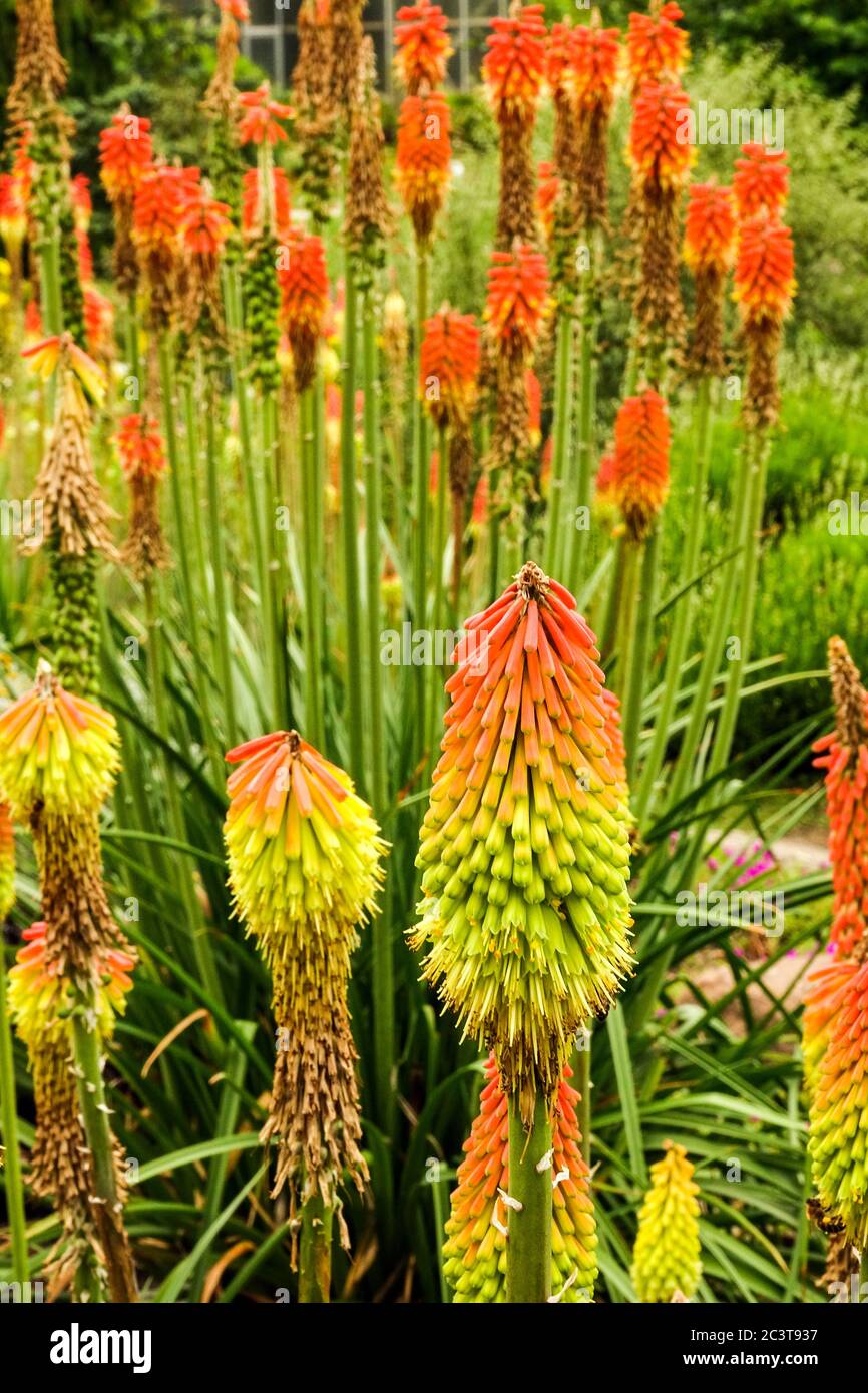 Torch lily Torch Lilies Kniphofias Stock Photo - Alamy