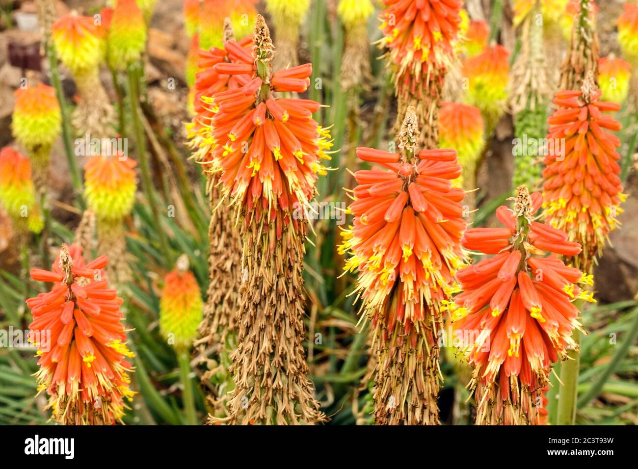 Torch lily Torch Lilies Kniphofias Stock Photo - Alamy